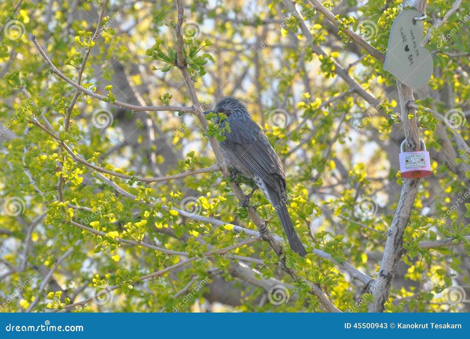 Love Locker And A Bird On The Tree Royalty-Free Stock Photo ...