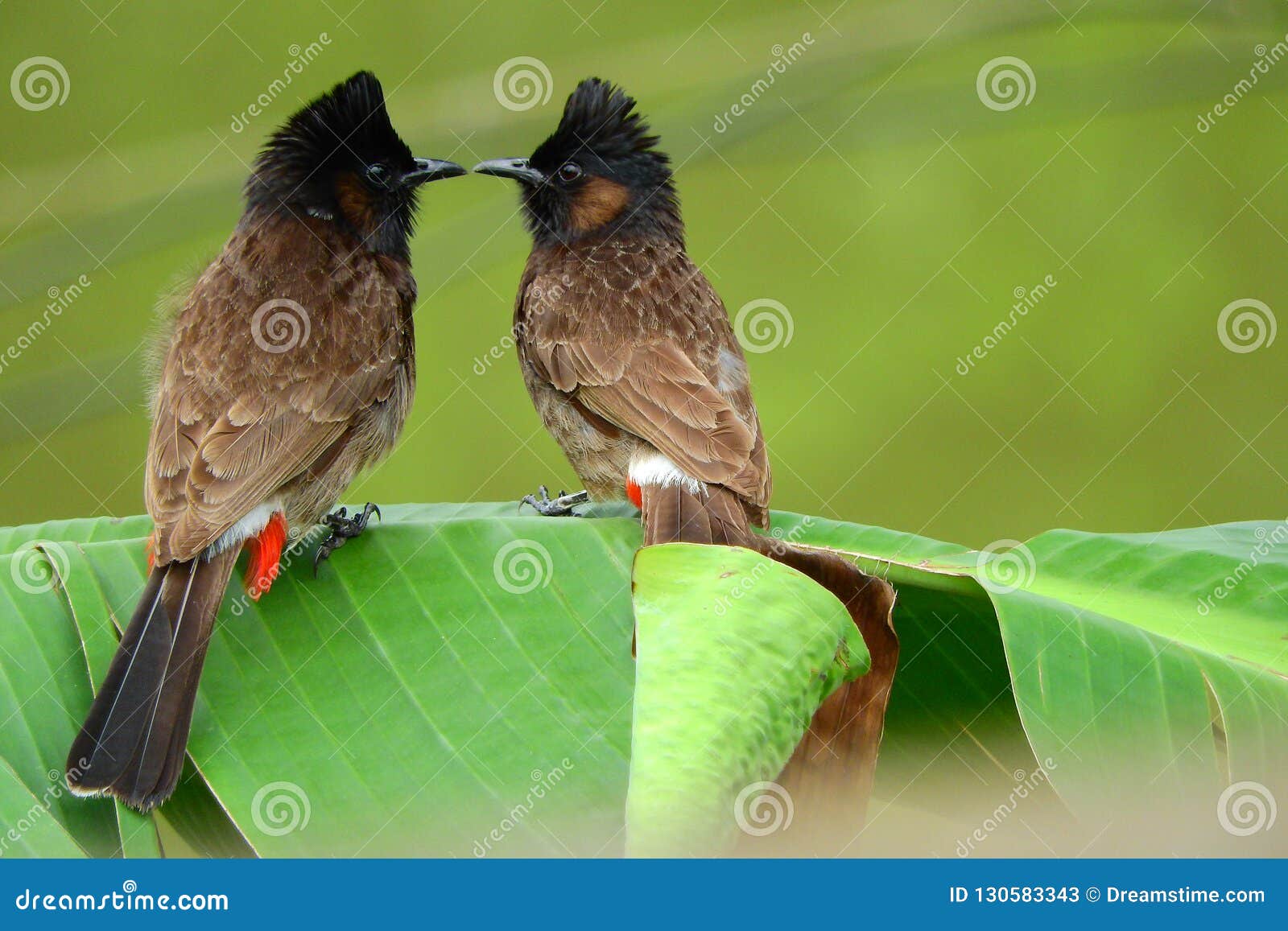 Love Making Birds stock image. Image of making, beautiful - 130583343