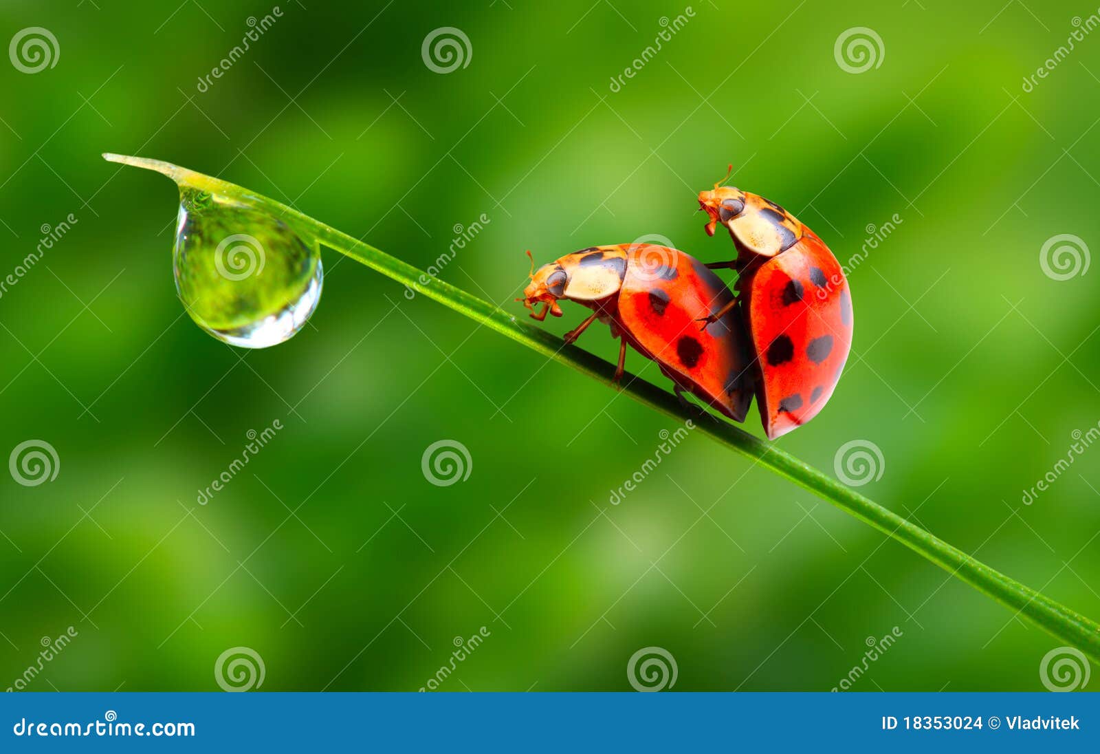 Love-making Ladybugs Couple. Stock Photo - Image of family, beetle ...