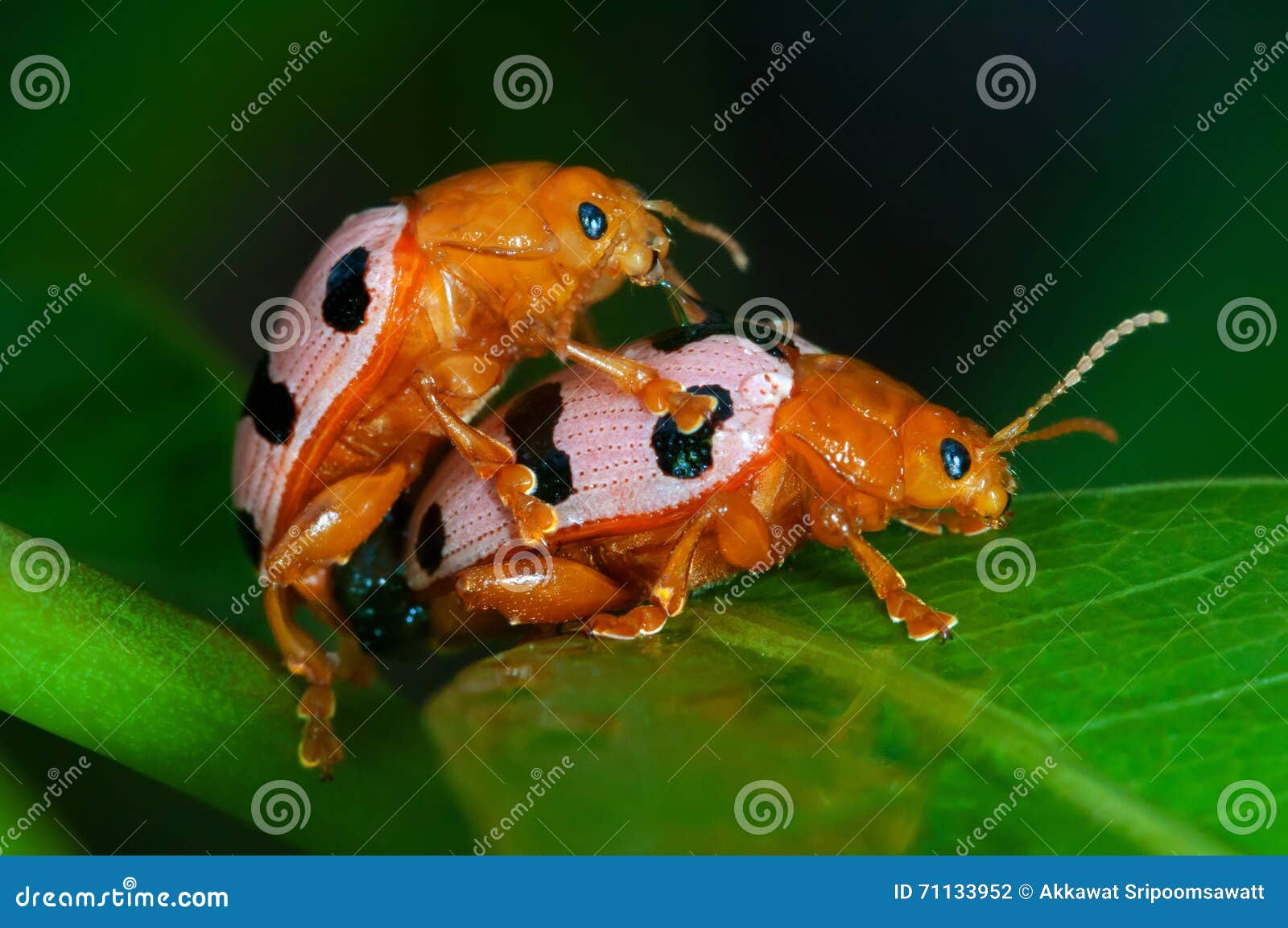 Love-making Ladybugs Couple Stock Photo - Image of love, breeding: 71133952