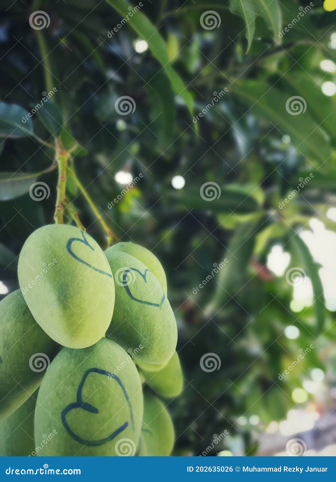 Love in the Morning from the Mango Tree Stock Photo - Image of fruit ...