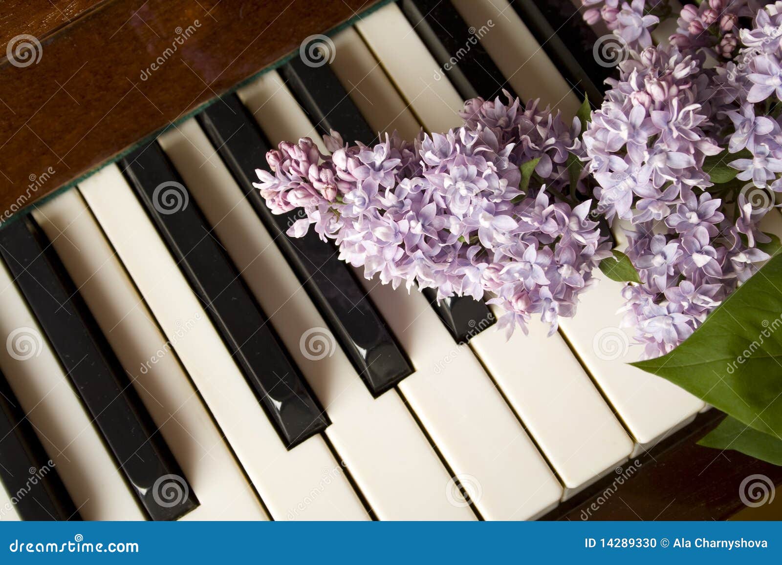 Love of Music - Purple Lilac Stock Photo - Image of piano, jazz: 14289330