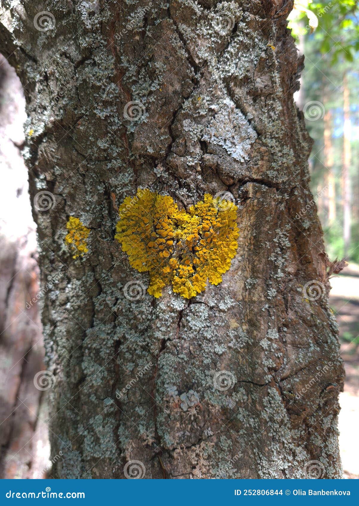 Love of Nature - a Heart on a Tree Trunk Stock Photo - Image of branch ...