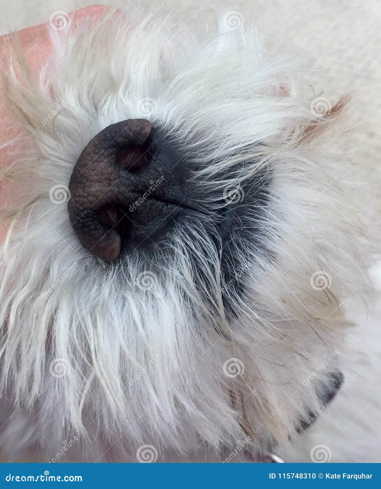 Love this nose stock photo. Image of nose, love, cute - 115748310