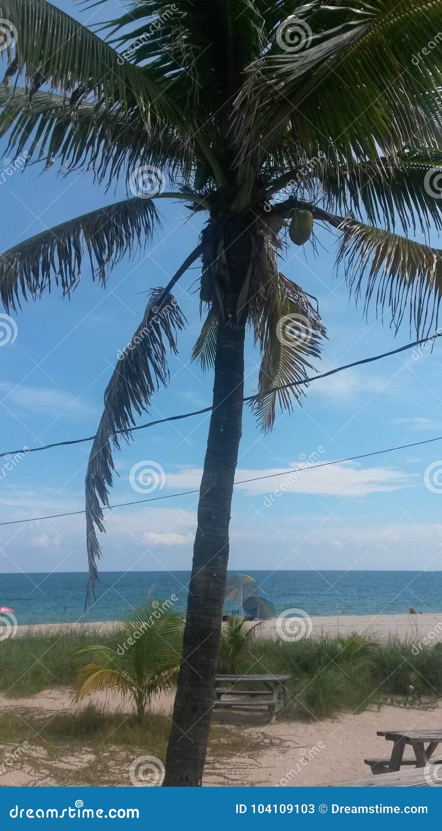 Love palmtrees stock image. Image of beautiful, palm - 104109103