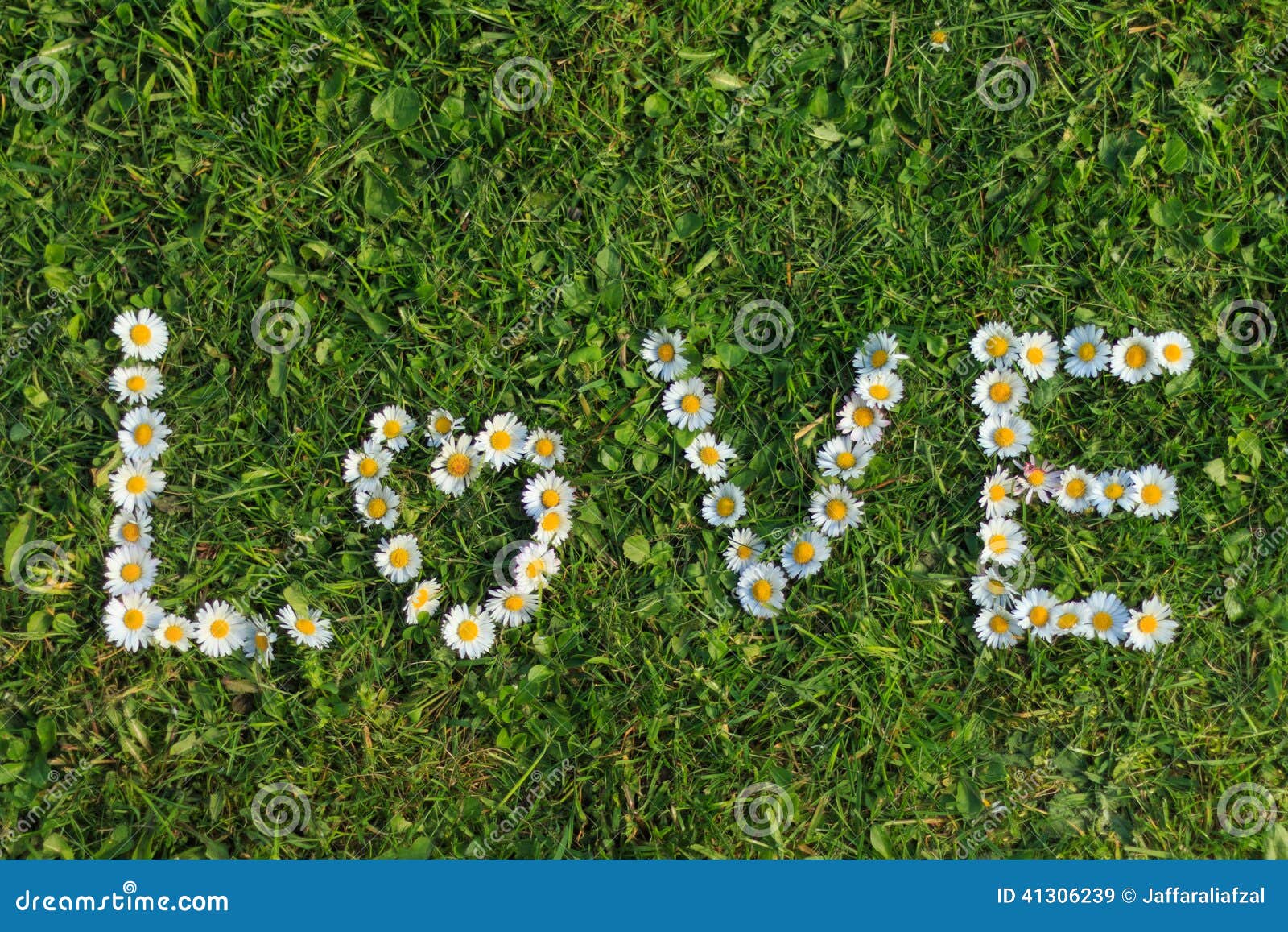Love Quote of Daisy Flowers Stock Image - Image of nature, spring: 41306239