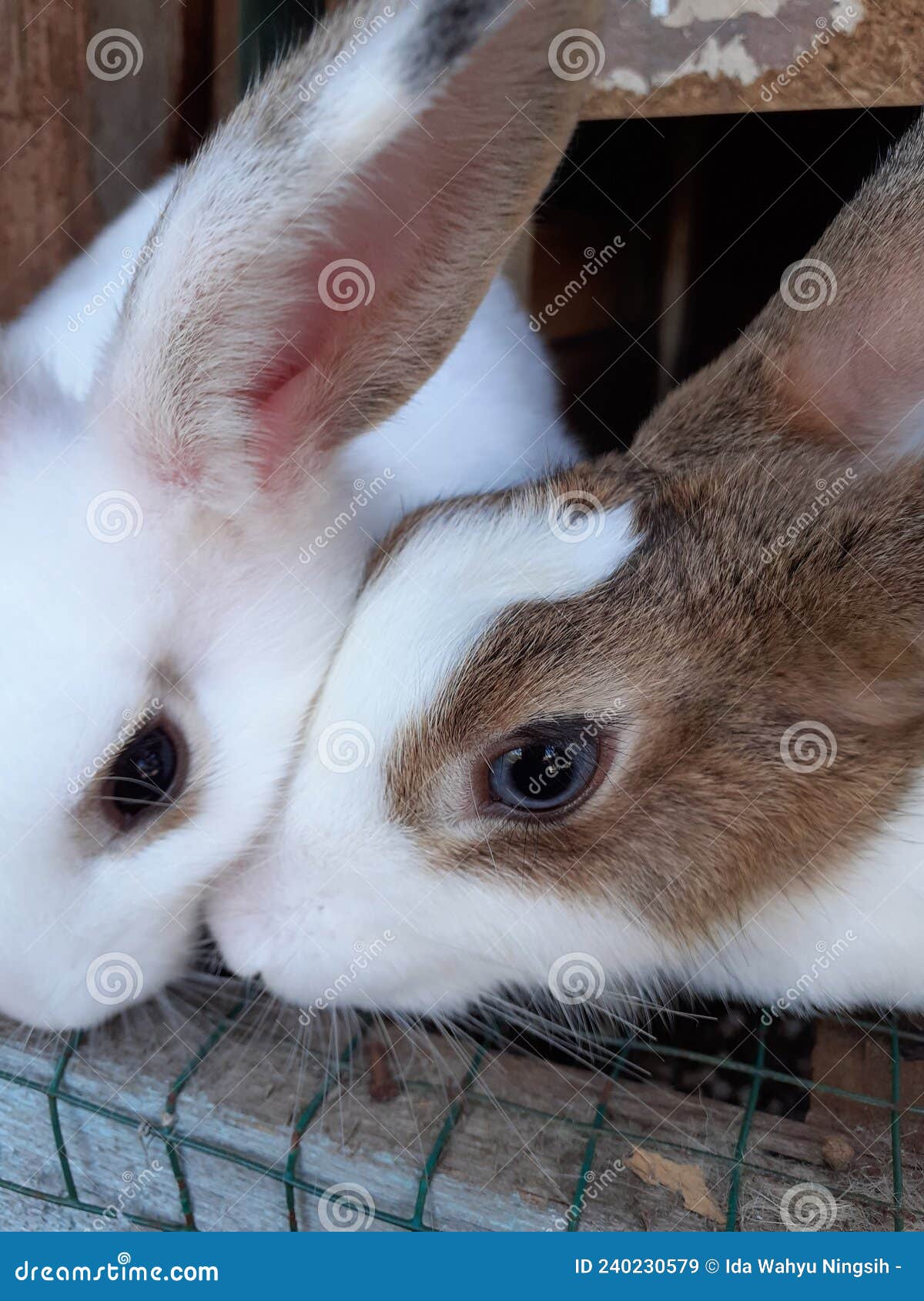 In love rabbit couples stock image. Image of carnivore - 240230579