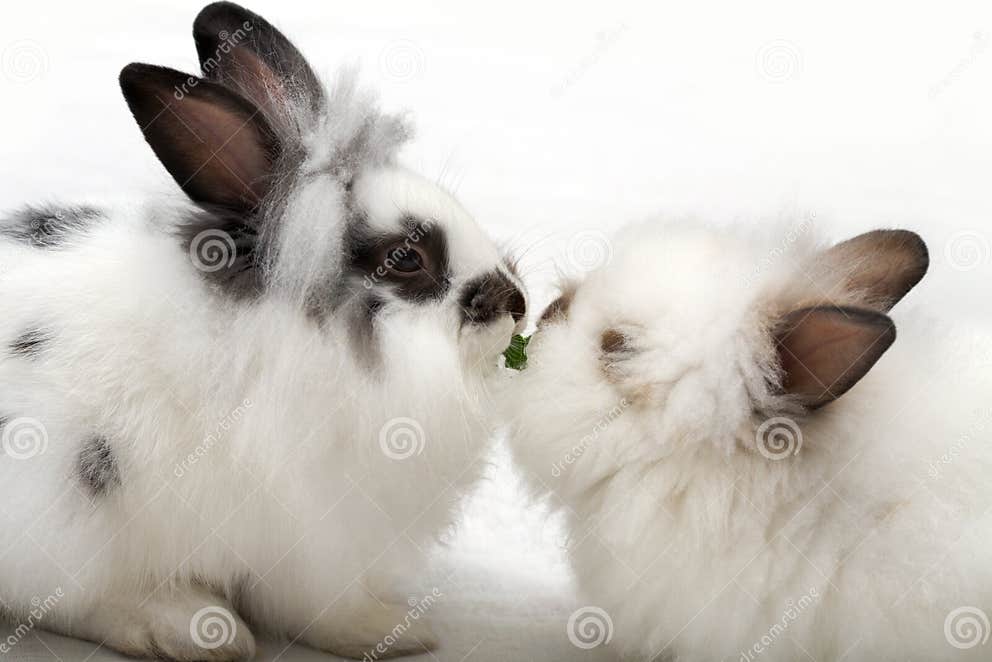 Love of rabbits stock image. Image of little, couple, white - 5726431