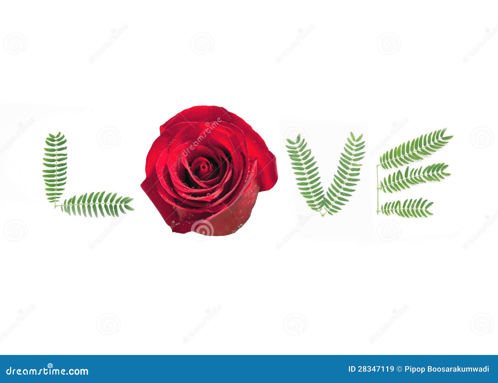 Love is a rose stock illustration. Illustration of decor - 28347119