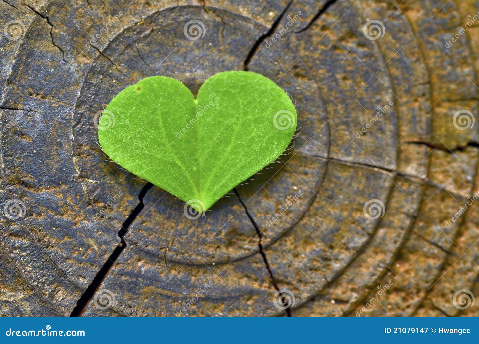 Love shape green leaf stock image. Image of natura, green - 21079147