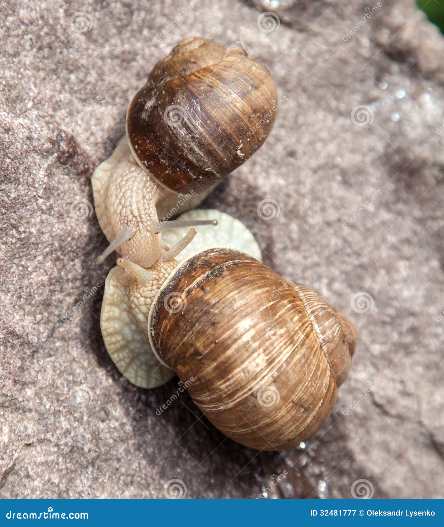 Love Snail Close-up in Nature Stock Image - Image of little ...