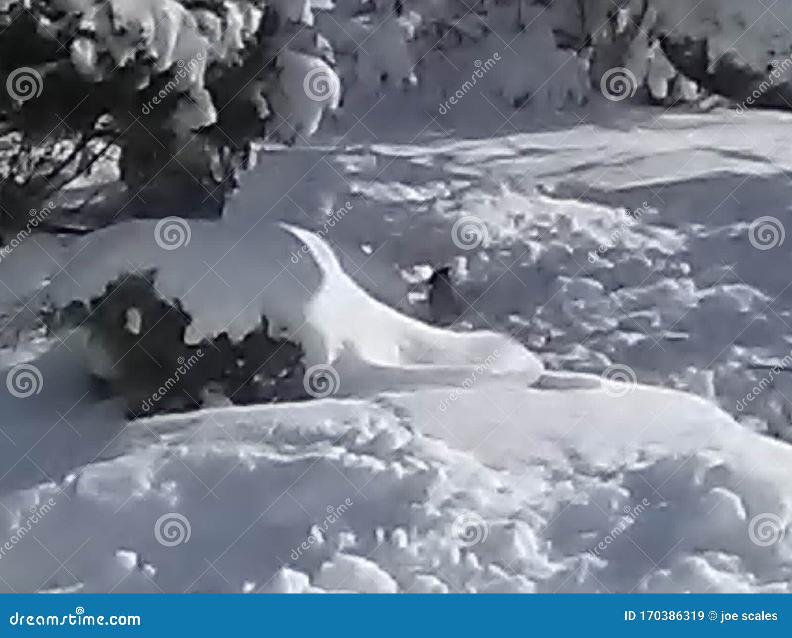 Love the snow stock image. Image of tree, beautiful - 170386319