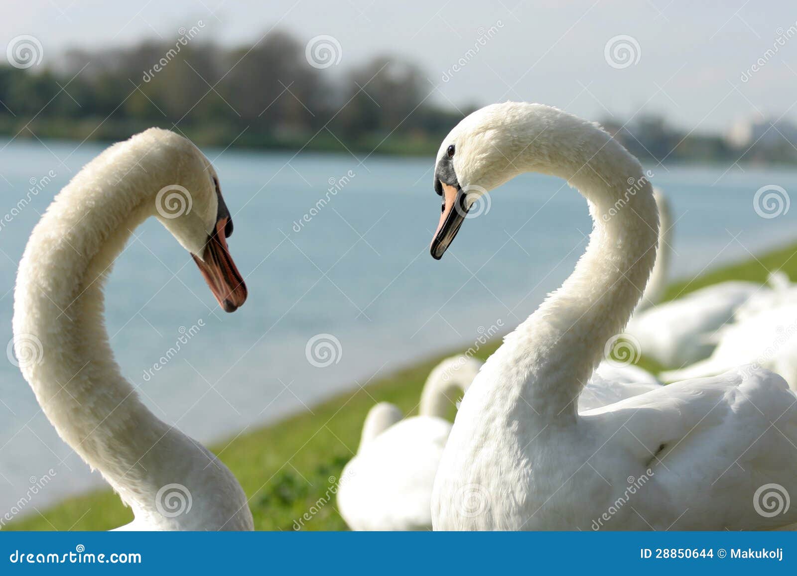 Love swans stock photo. Image of landscape, horizon, orange - 28850644