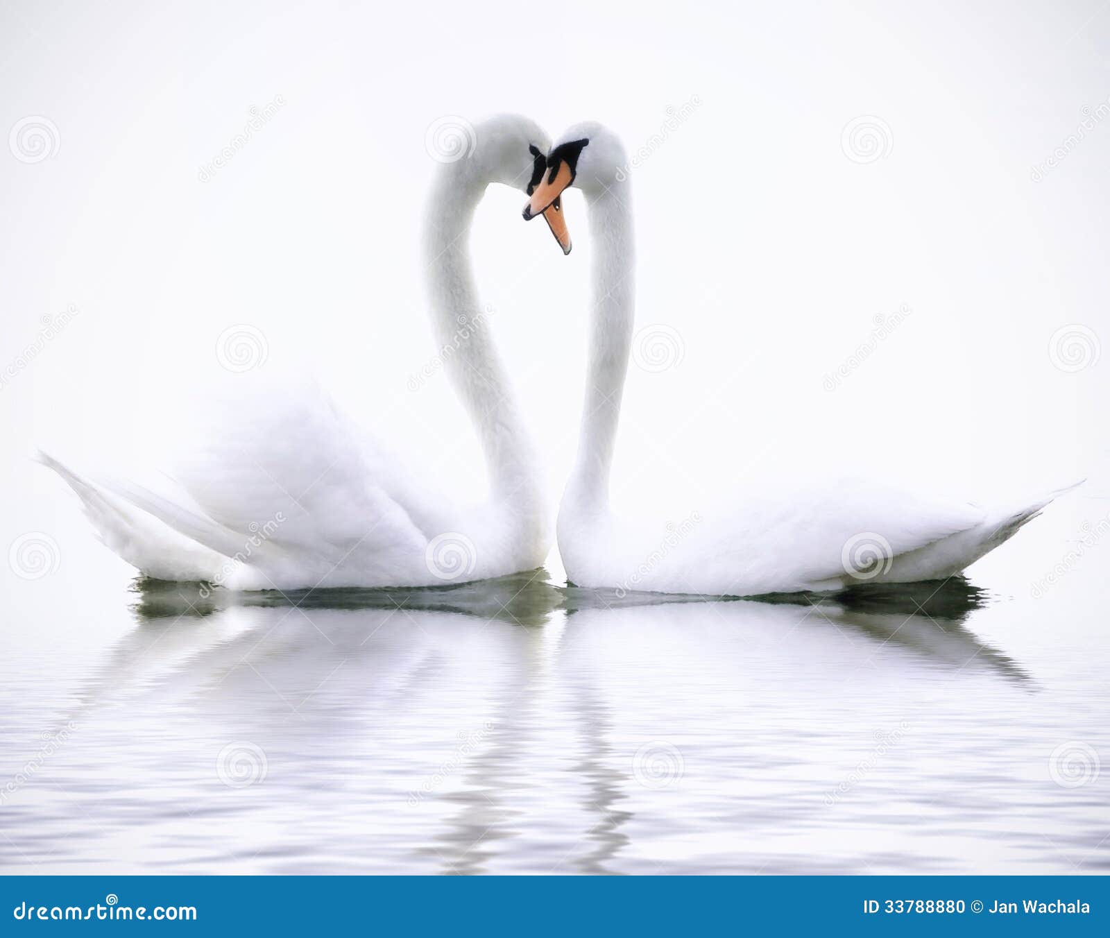Love Swans stock photo. Image of ponds, couple, heart - 33788880