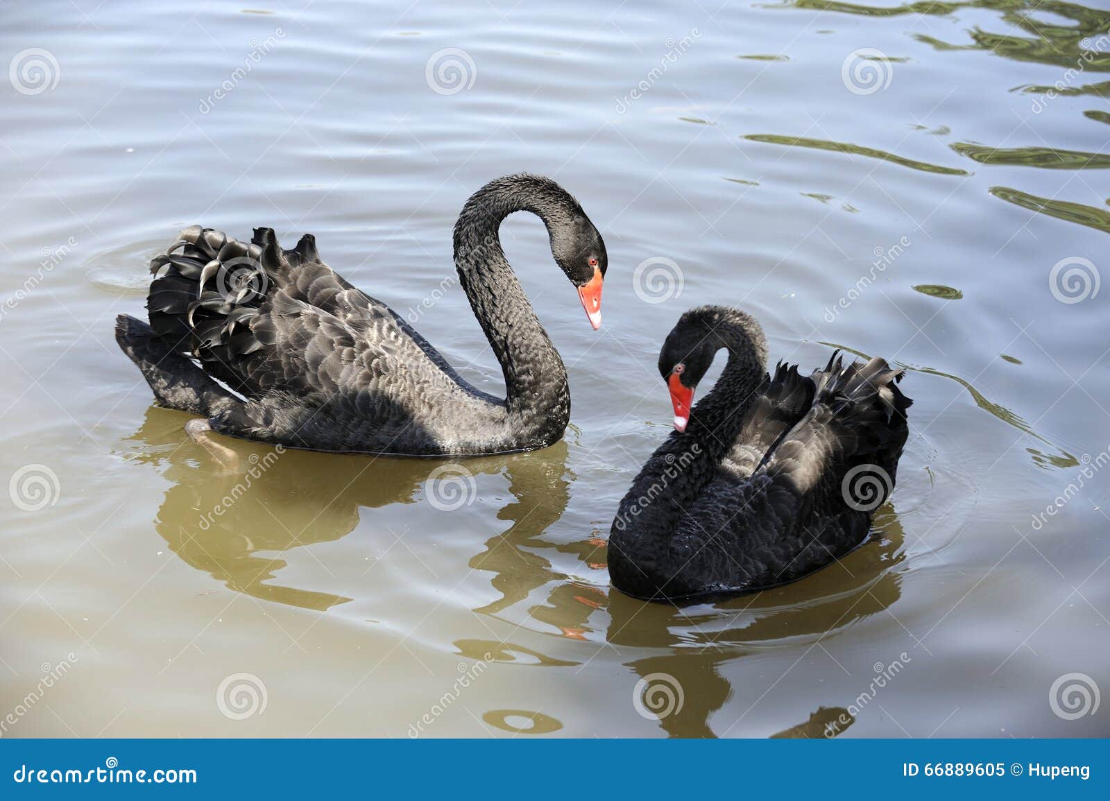 Love swans stock image. Image of gentle, marriage, beaks - 66889605