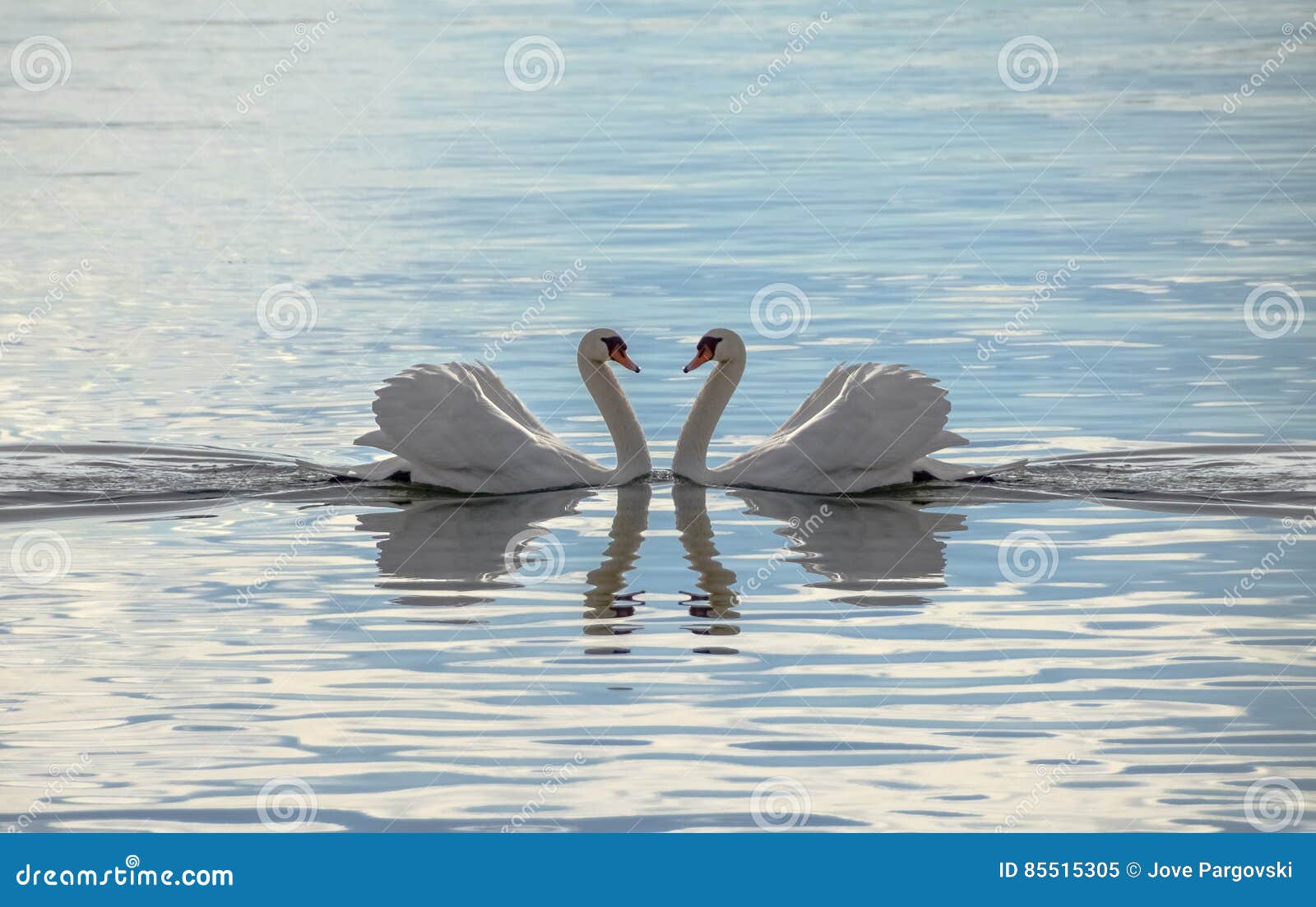 Love Swans - Swans Making a Heart Stock Image - Image of marriage ...