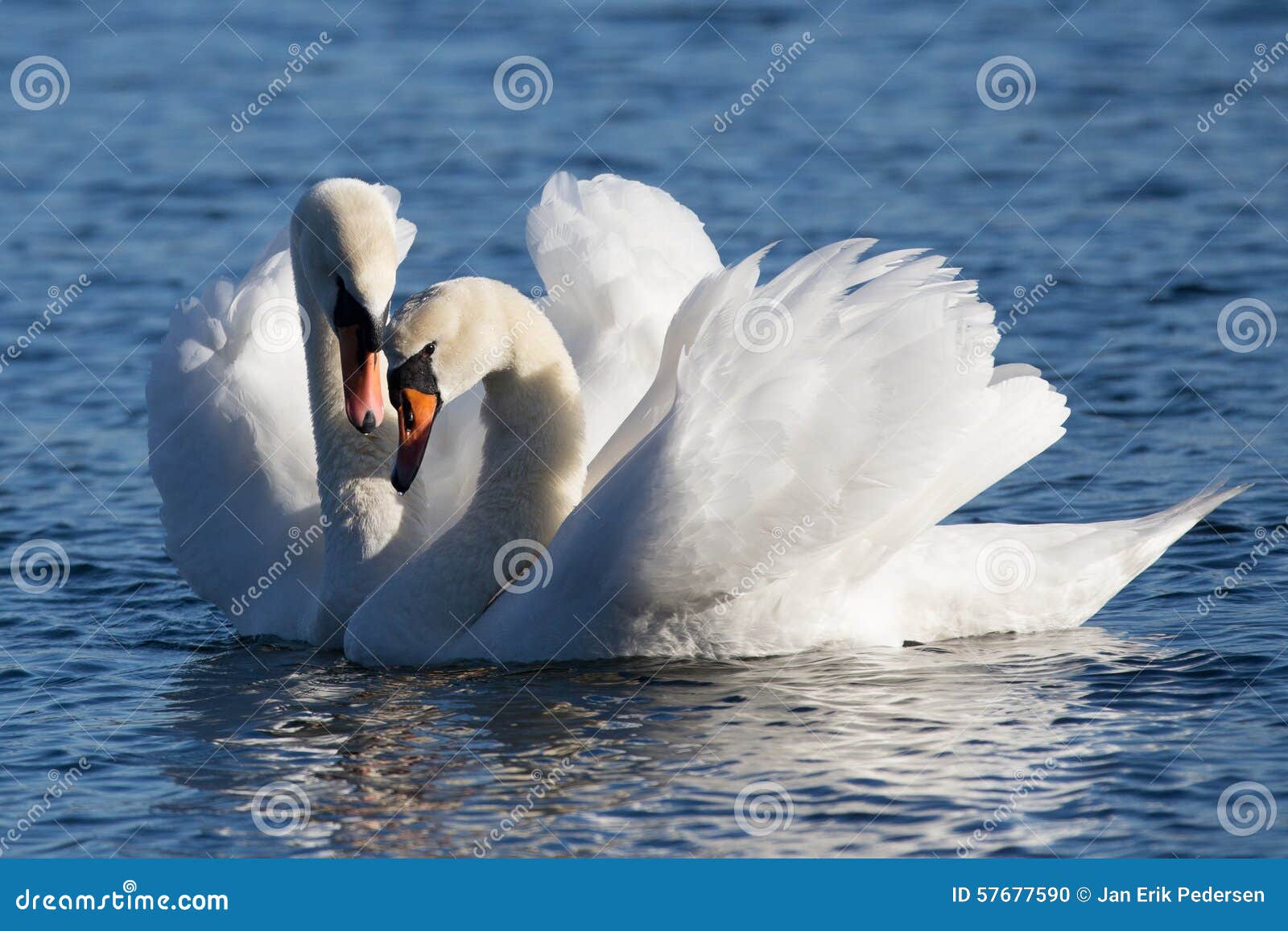 Love Swans stock photo. Image of water, nature, reflection - 57677590