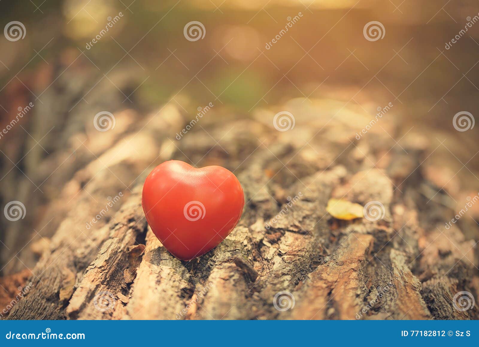 Love Symbol on the Tree Trunk Stock Photo - Image of greeting, soft ...