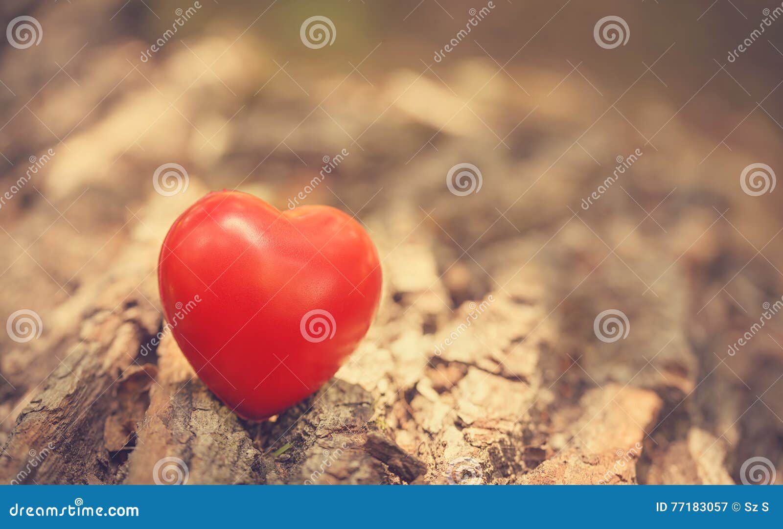 Love Symbol on the Tree Trunk Stock Image - Image of soft ...