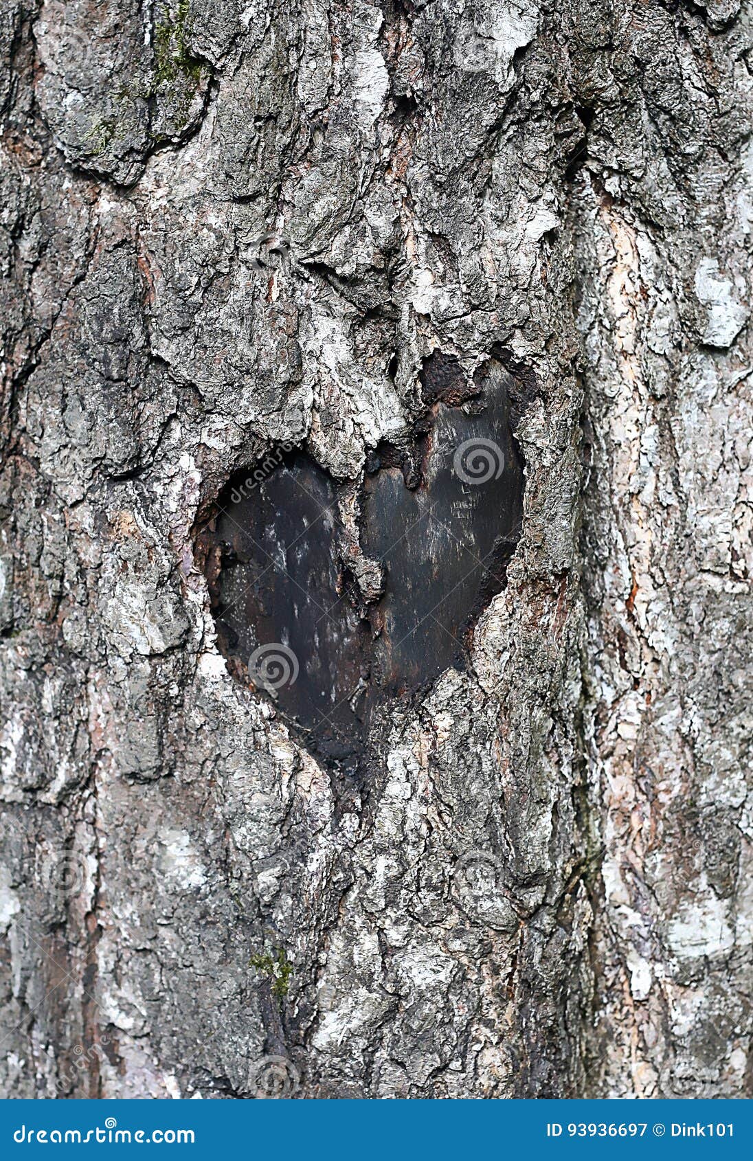 Love Symbol on a Trunk of Tree Stock Image - Image of symbol, vandalism ...