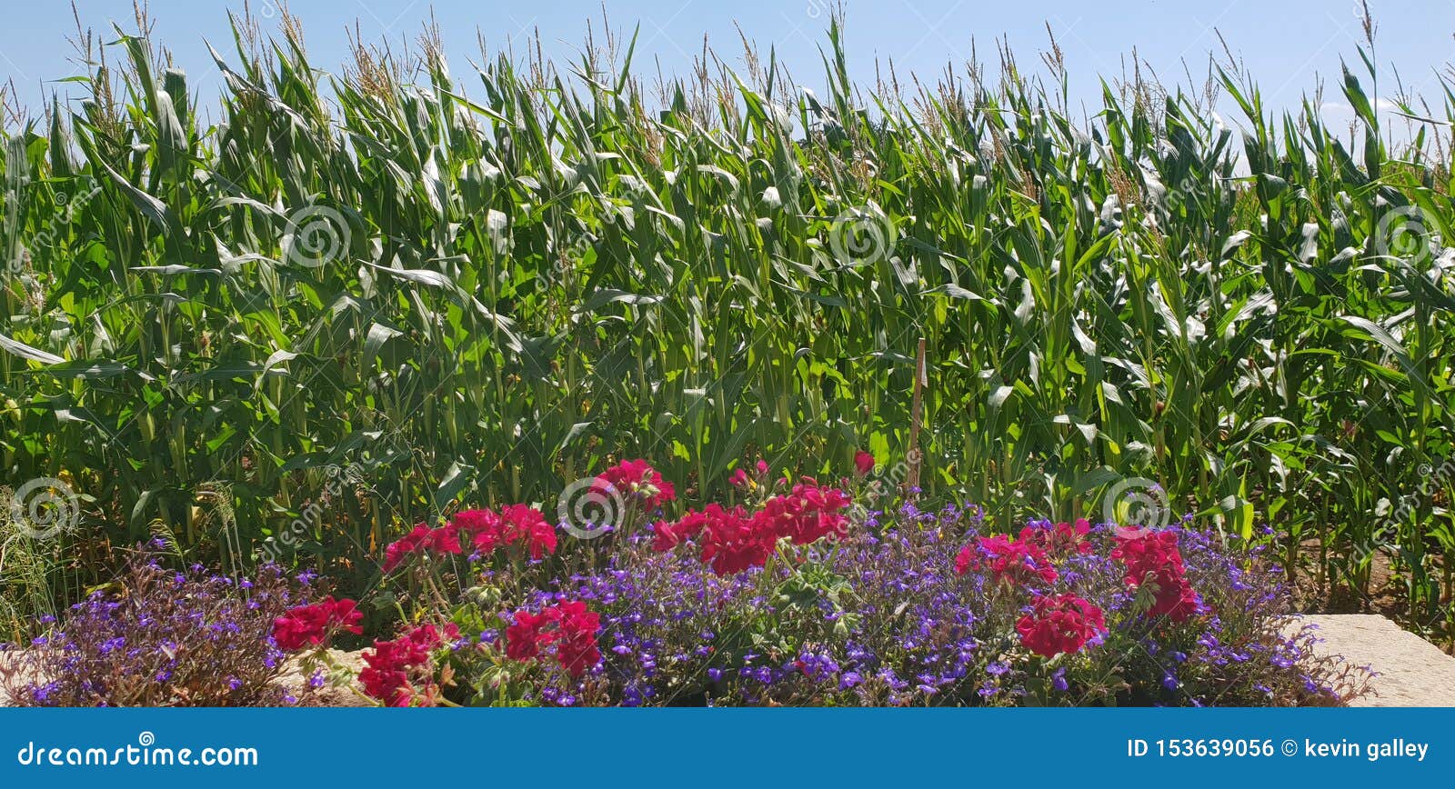 Sweetcorn growing stock photo. Image of sweetcorn, flowers - 153639056