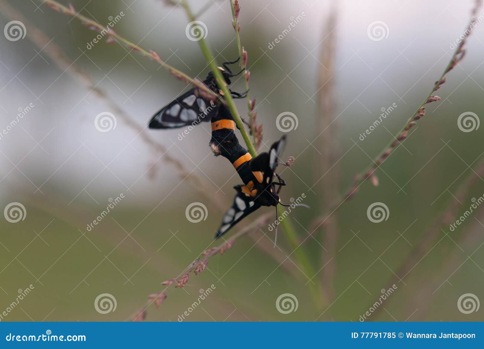 Love time of insect stock image. Image of male, closeup - 77791785