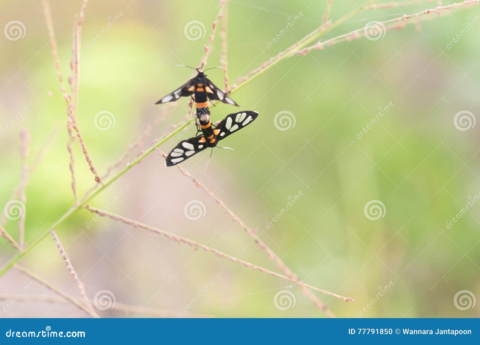 Love time of insect stock photo. Image of couple, insect - 77791850