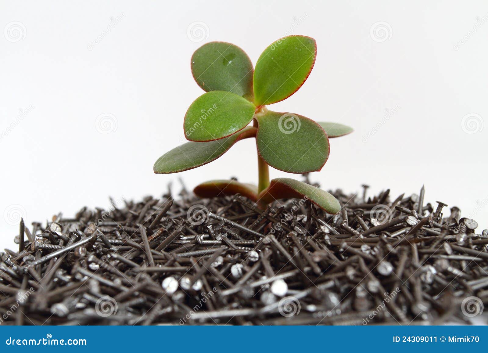 Sprout Entrenches Stock Photos - Free & Royalty-Free Stock Photos from ...