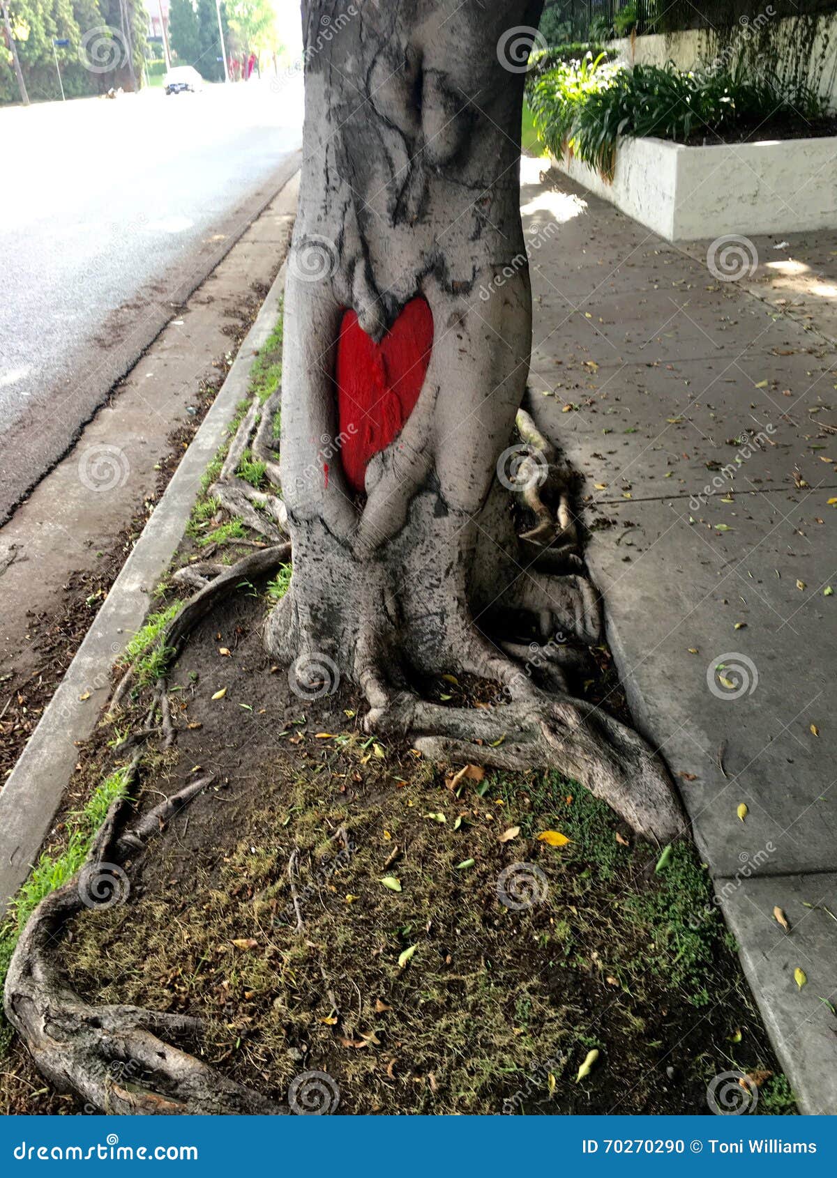 Love in a Tree stock photo. Image of signs, trees, palm - 70270290