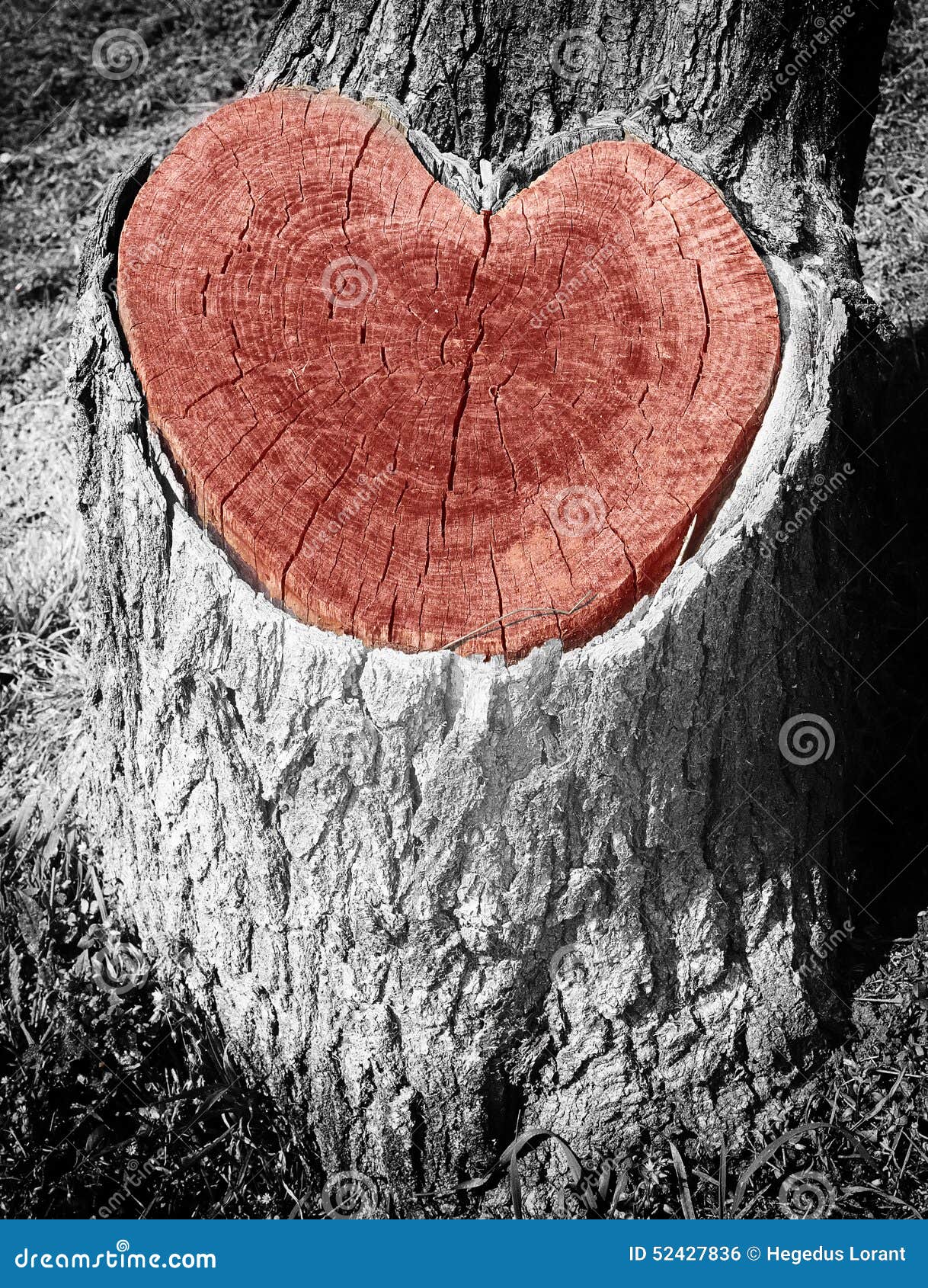 Love tree stock photo. Image of pattern, nature, shape - 52427836