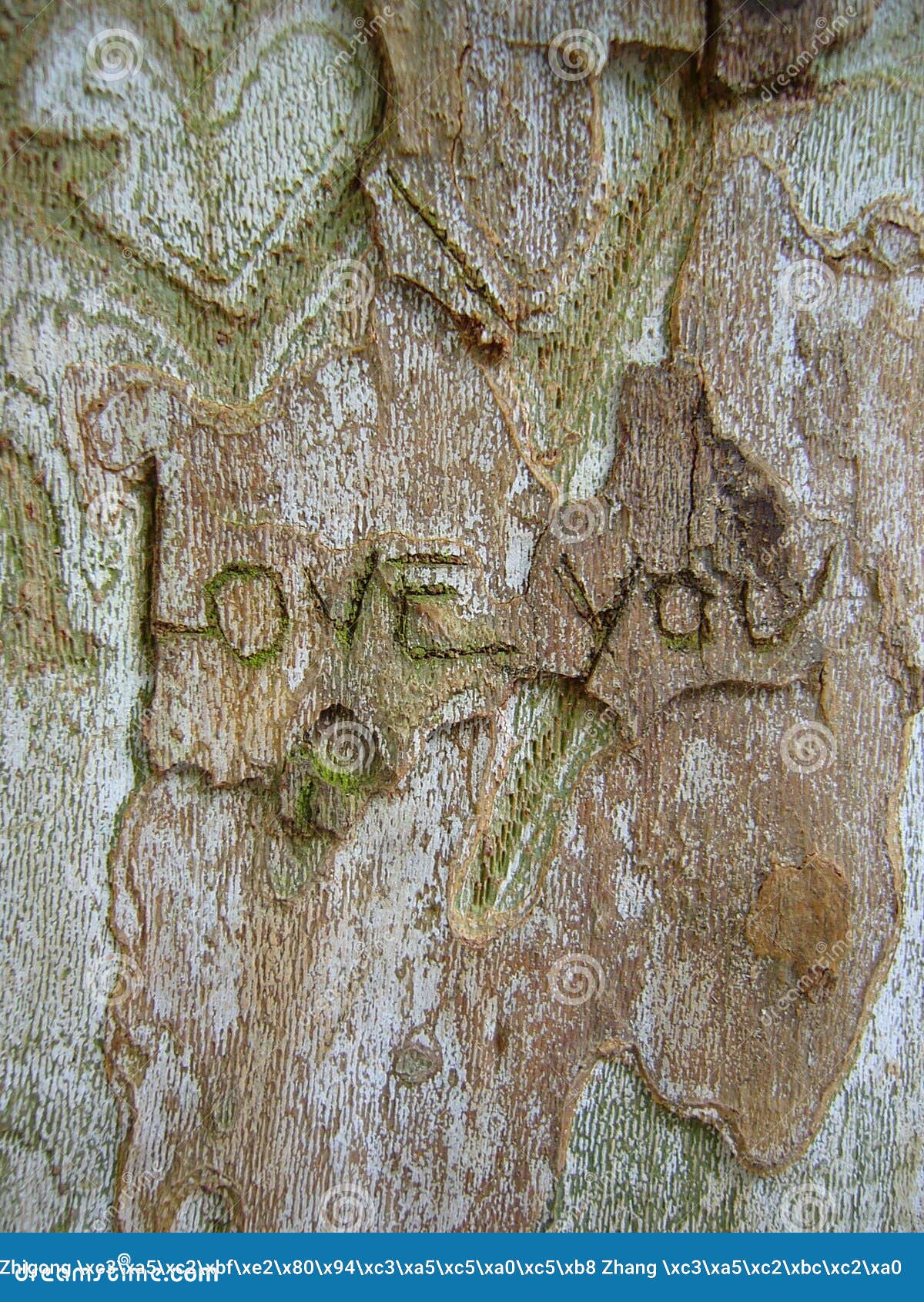 Love on the tree trunk stock image. Image of tree, emotion - 925229