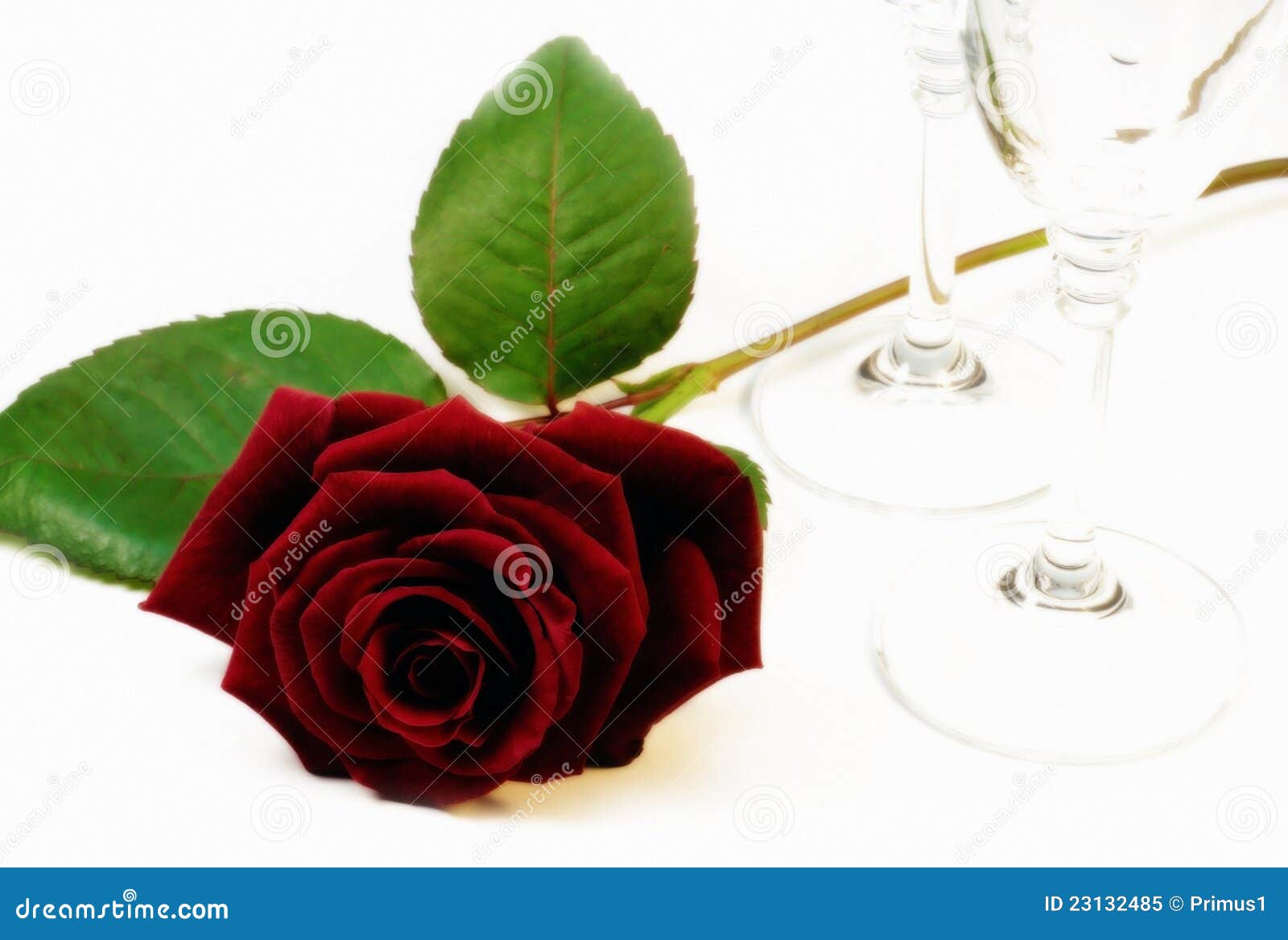 A love for two stock image. Image of flora, present, plant - 23132485