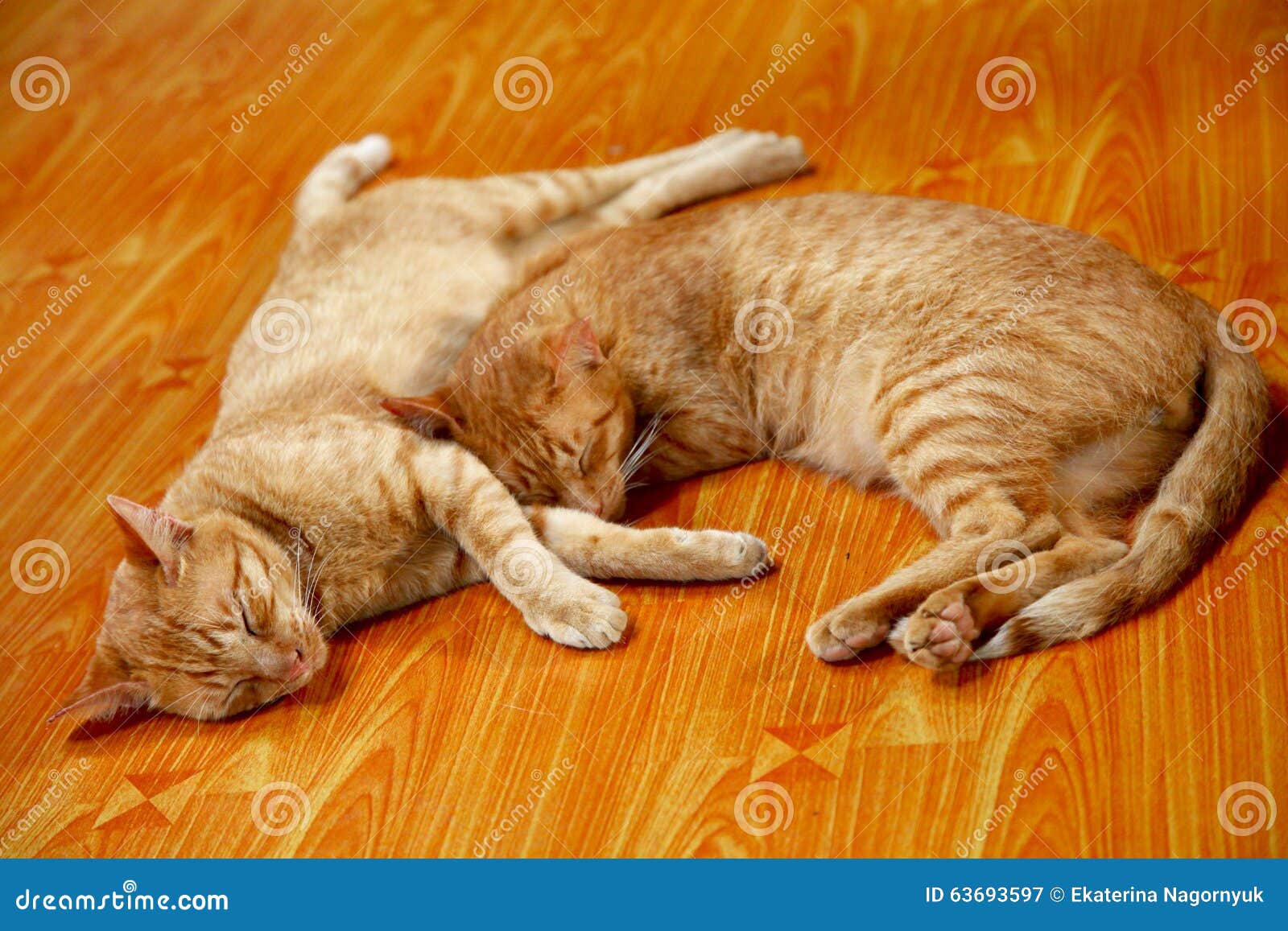 Love Two Cats Sleeping Together Stock Image - Image of feet, roange ...