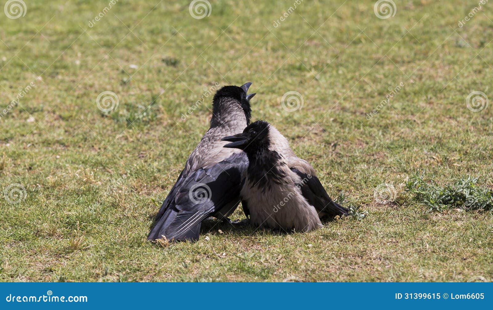 Love of two crows stock image. Image of meadow, field - 31399615