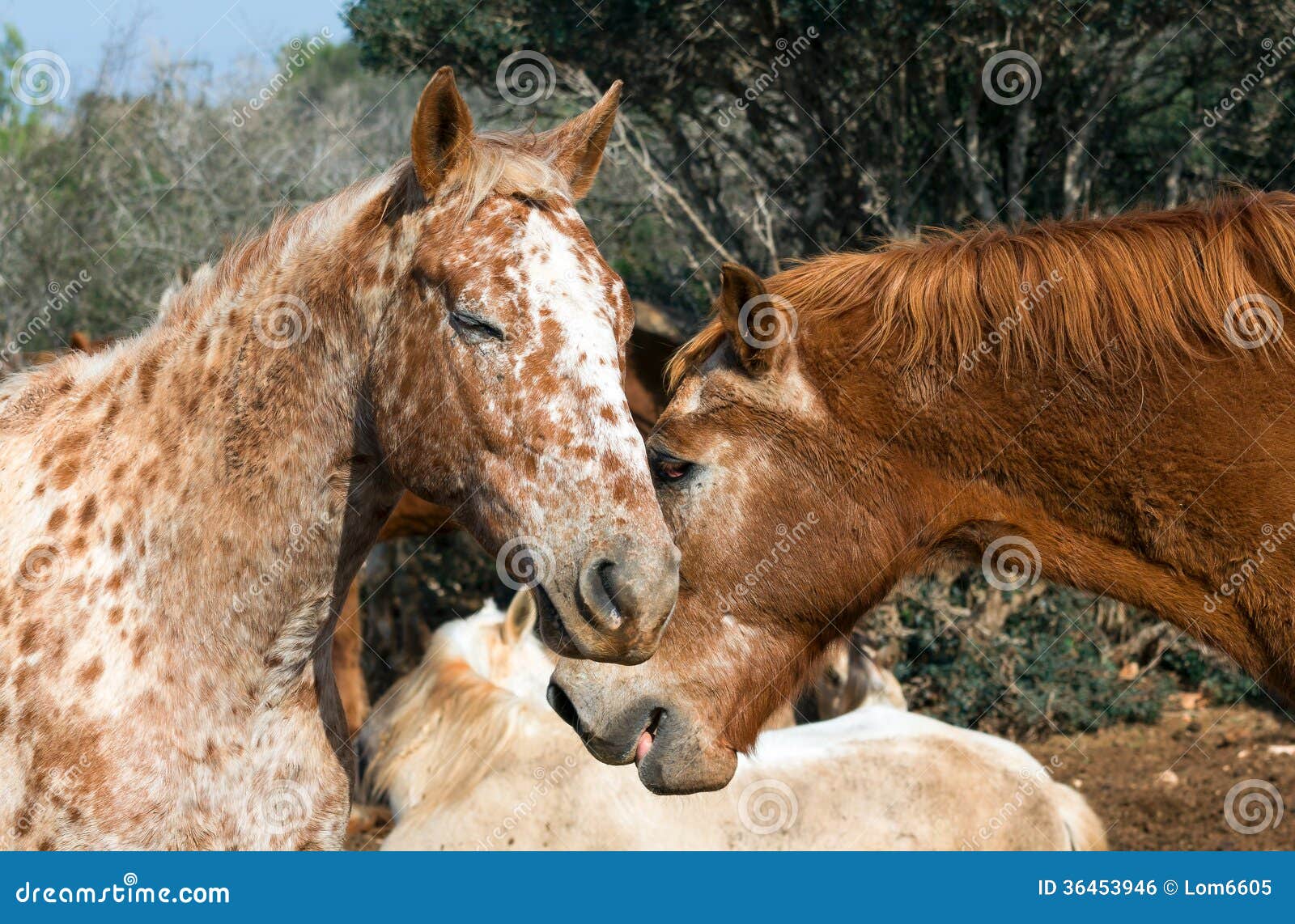 Love two horses stock photo. Image of animal, nature - 36453946