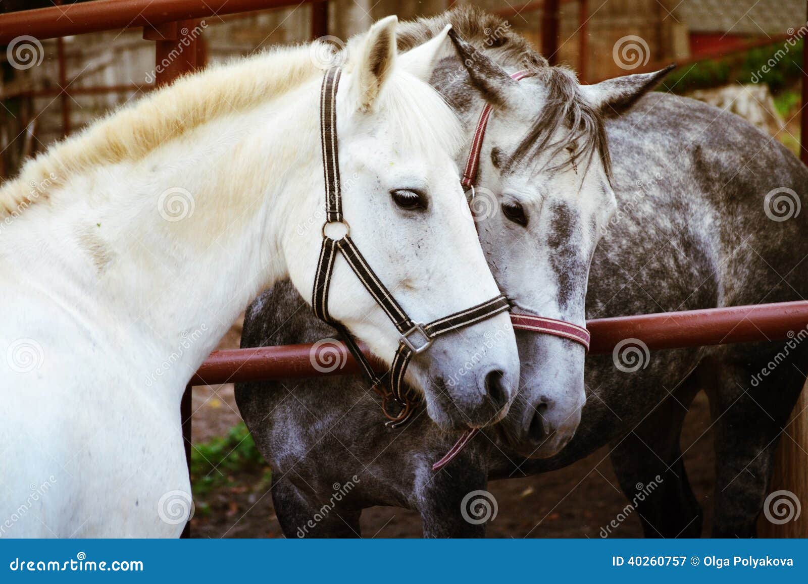 Love of two horses stock image. Image of animals, grey - 40260757