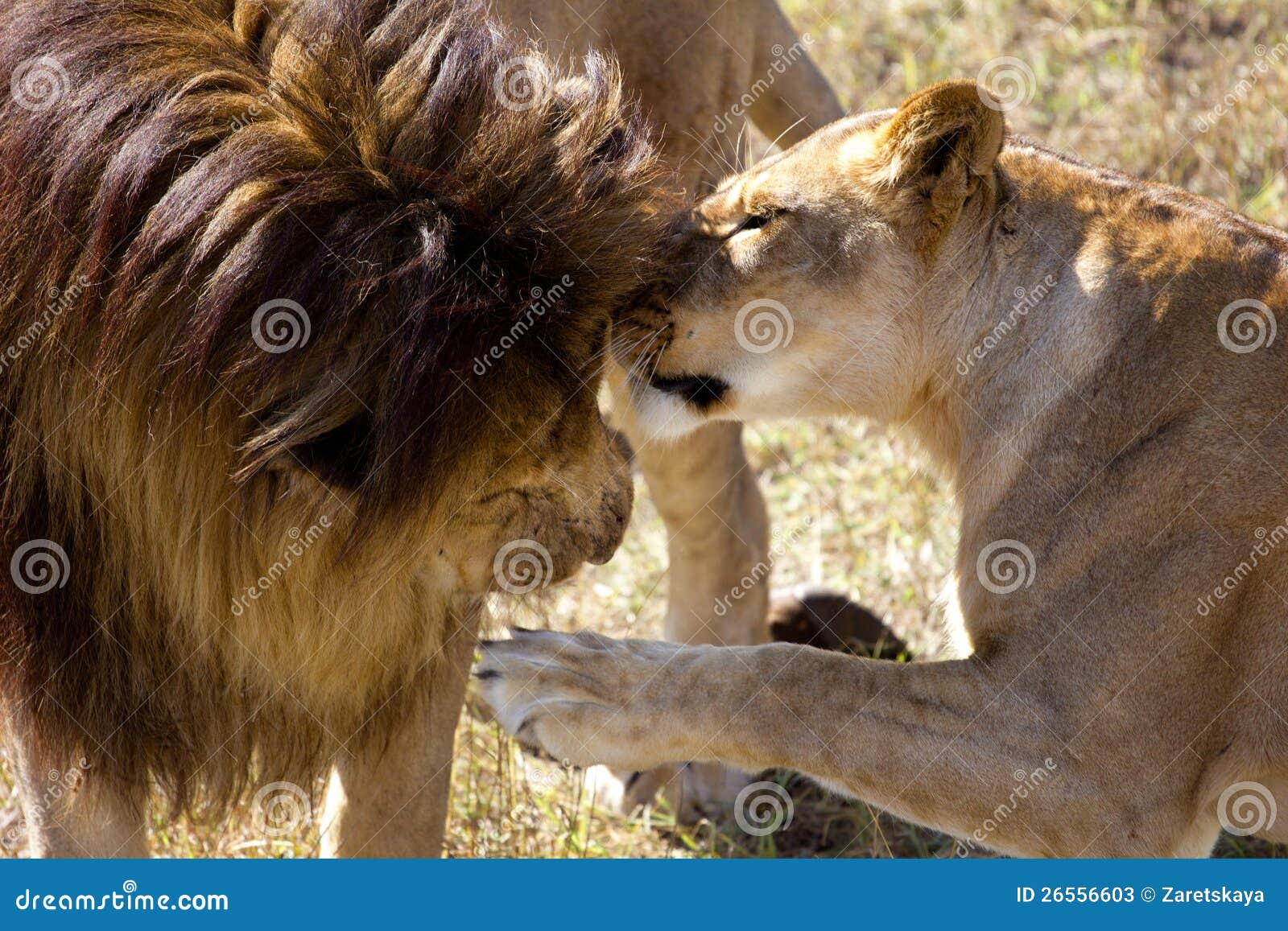 Lions Loving Each Other