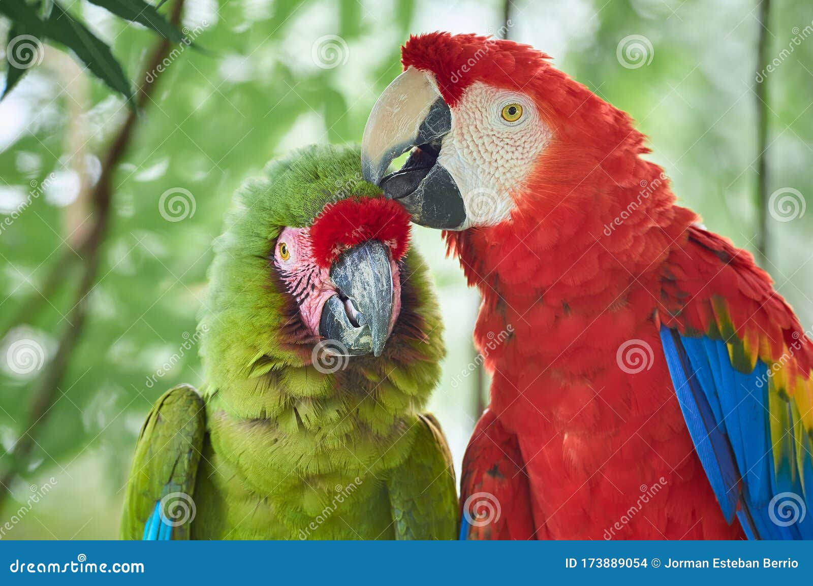 Love between Two Species of Macaws Stock Photo - Image of animal ...