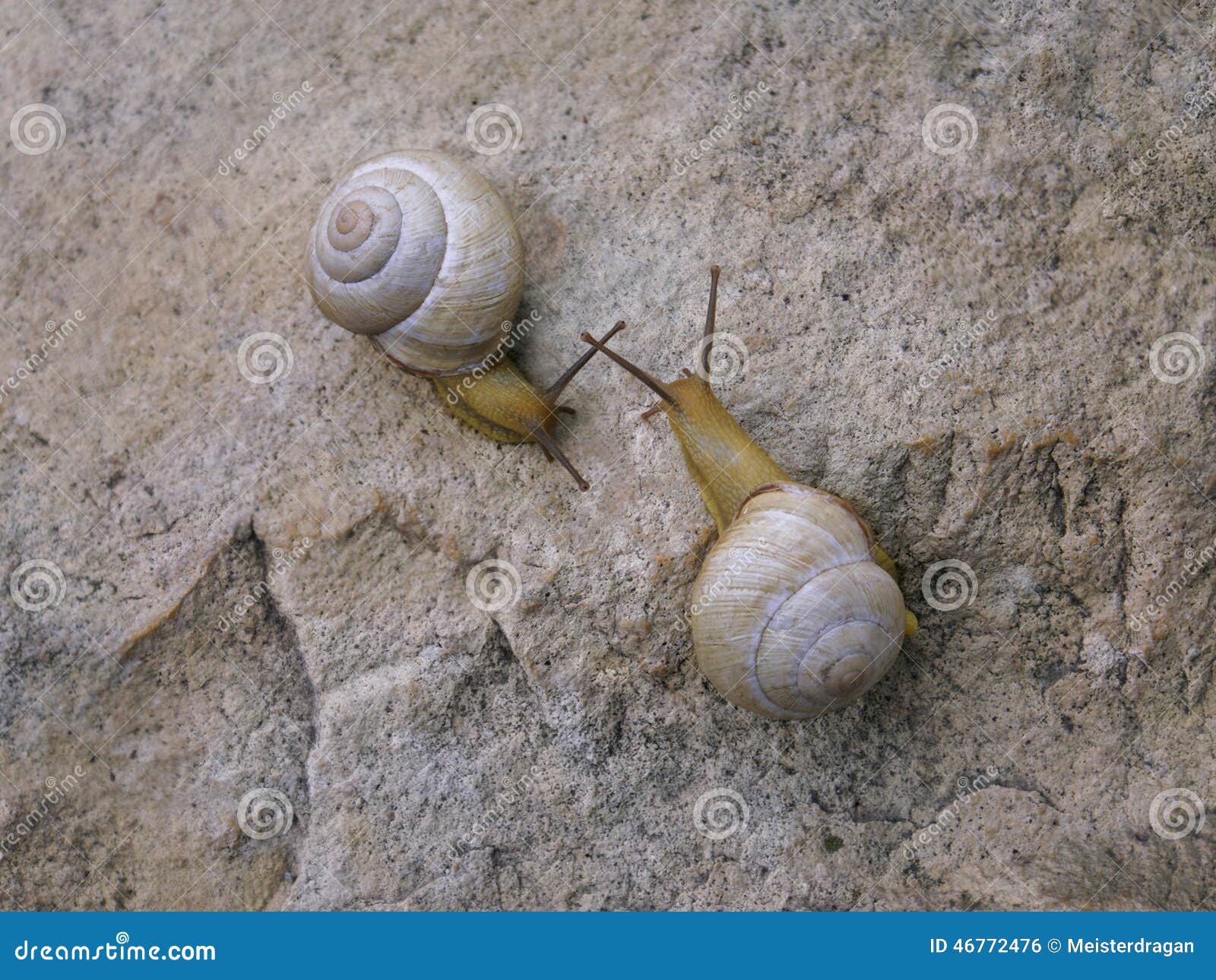 Love stock photo. Image of nature, snail, stone, white - 46772476