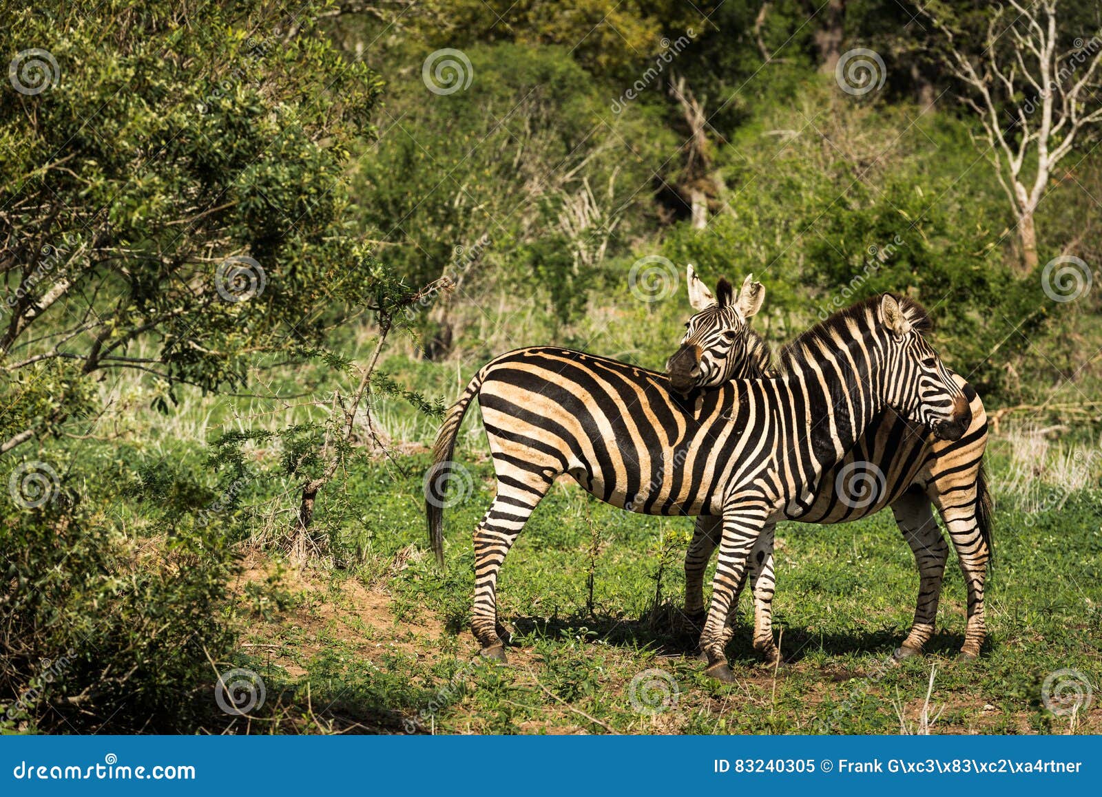 Love between two zebras stock image. Image of pattern - 83240305