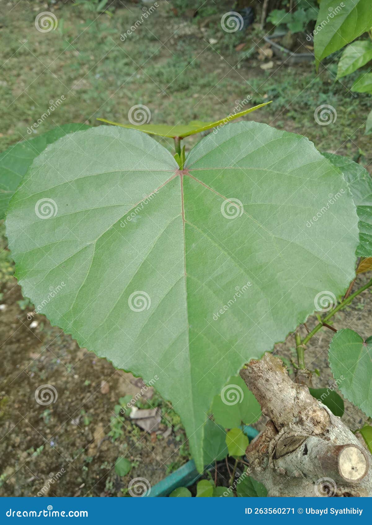 Love & X28;Waru& X29; Leaves are Also Good for Taking Photos Stock ...