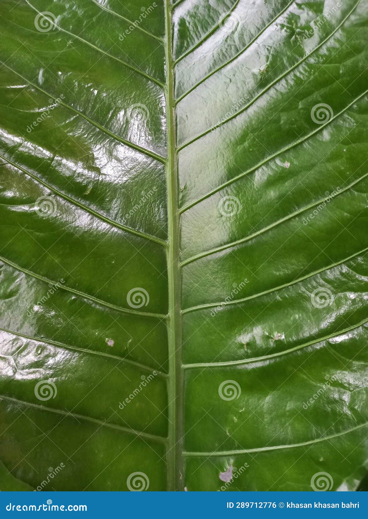 Love wave leaves stock photo. Image of waving, love - 289712776