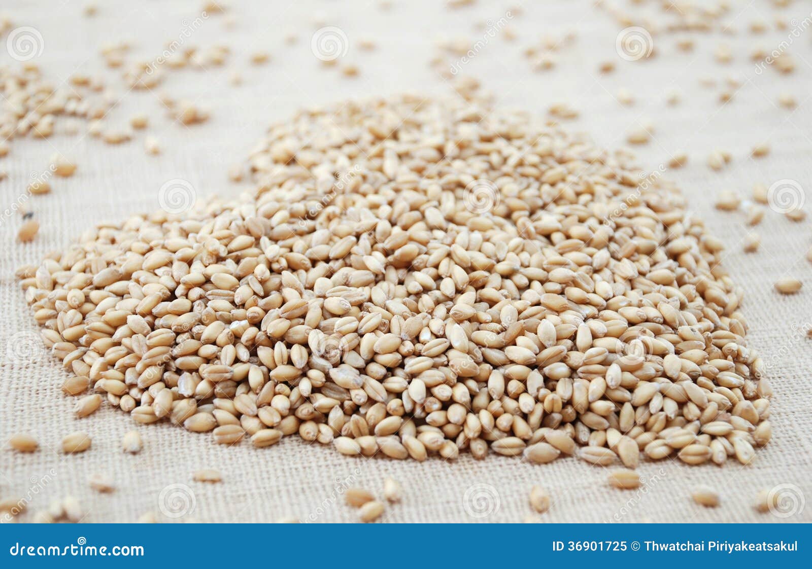 Love is (wheat) stock image. Image of colorful, celebrate - 36901725