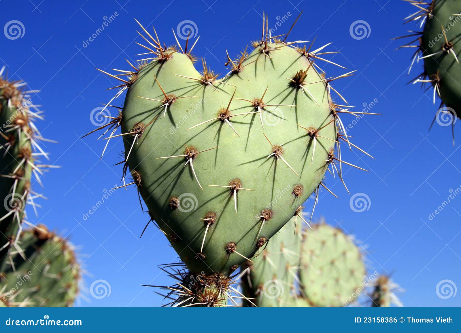Arizona: a Prickly Pear Cactus Heart - >Love You! Stock Photo - Image ...
