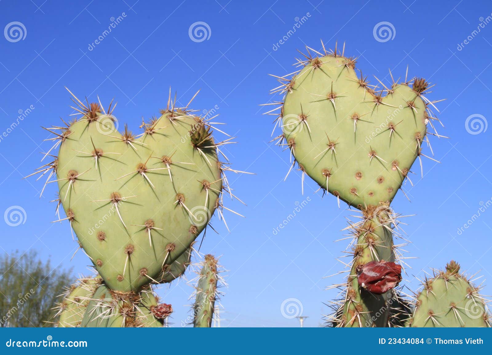 Prickly Pear Cactus >Love You, Too! Stock Photo - Image of lovers ...