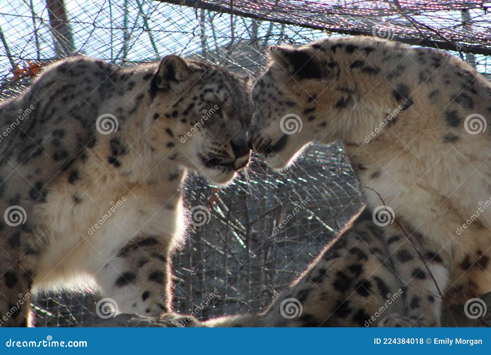 Love at the zoo stock photo. Image of safari, whiskers - 224384018