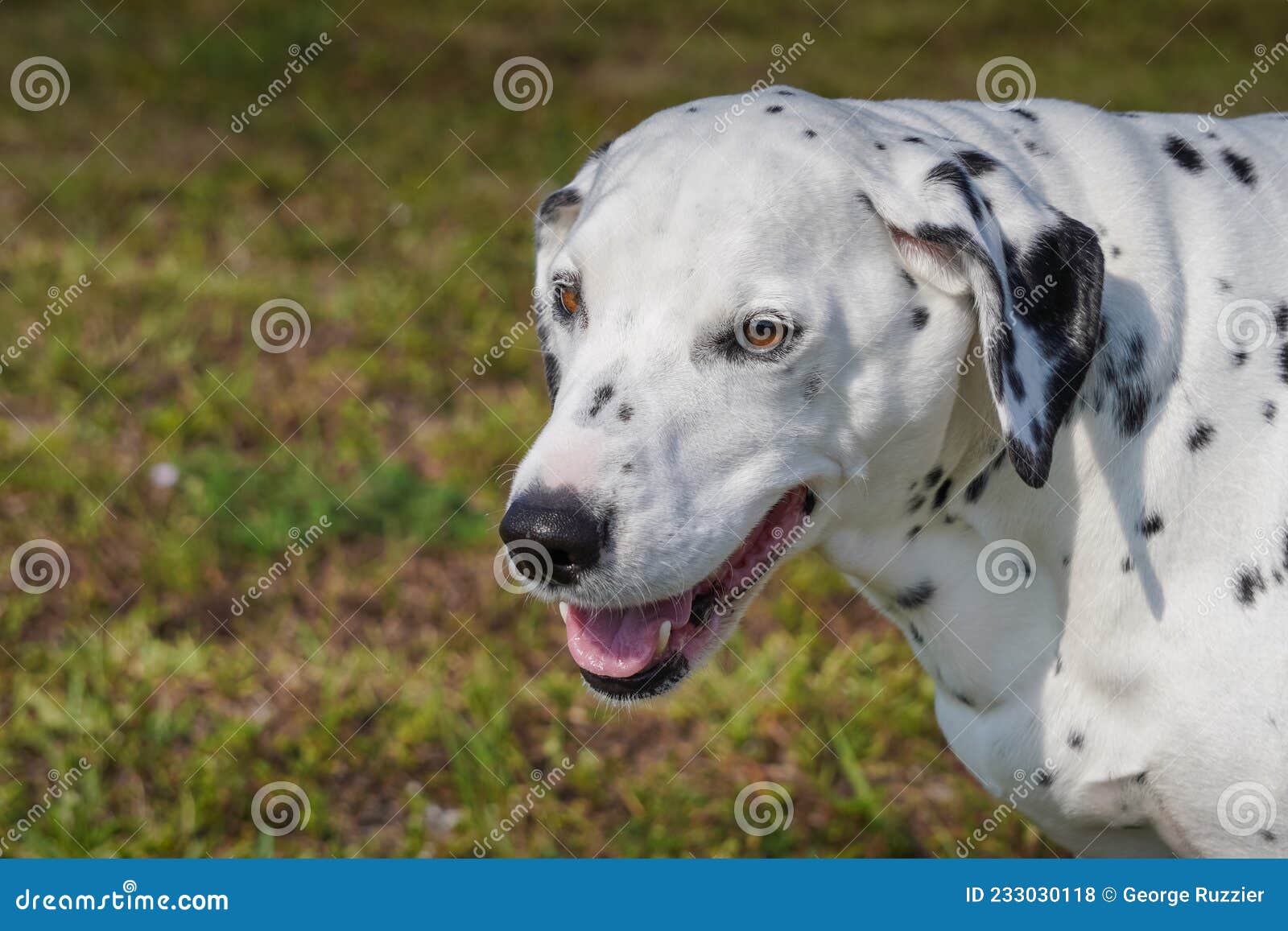 Happy Dalmation Smiling stock photo. Image of purebred - 233030118