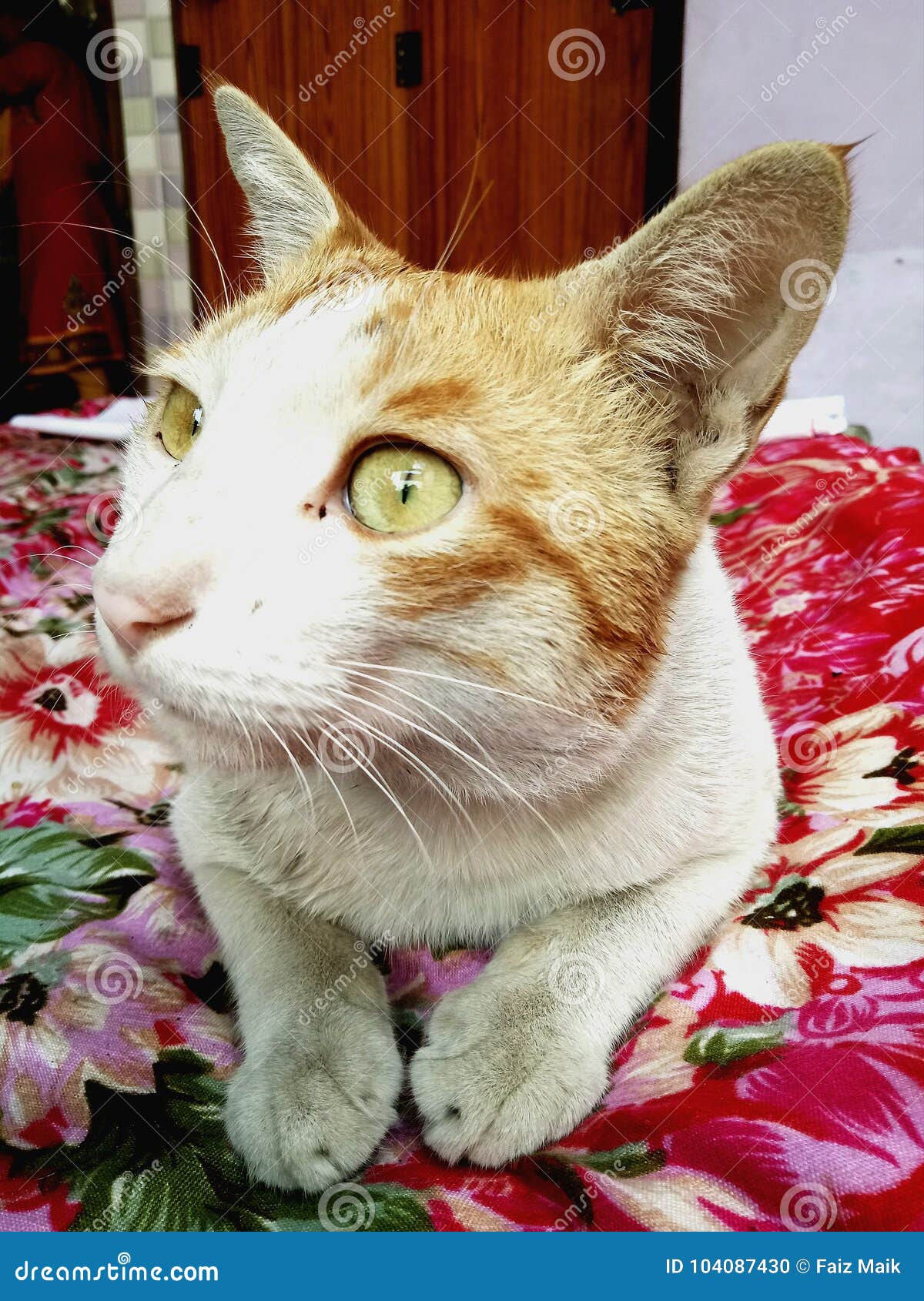 My Cattu stock photo. Image of unwatchable, hungry, cattu - 104087430