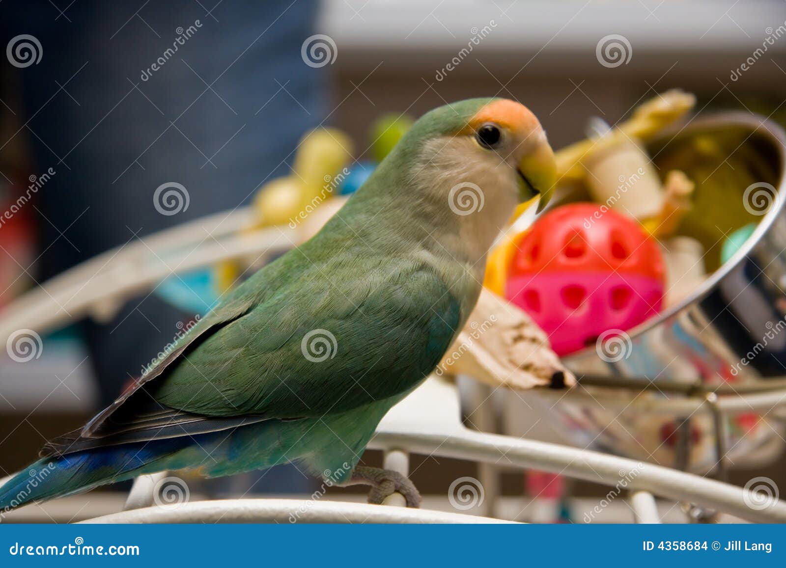 Lovebird stock photo. Image of bright, pretty, peach, beak - 4358684