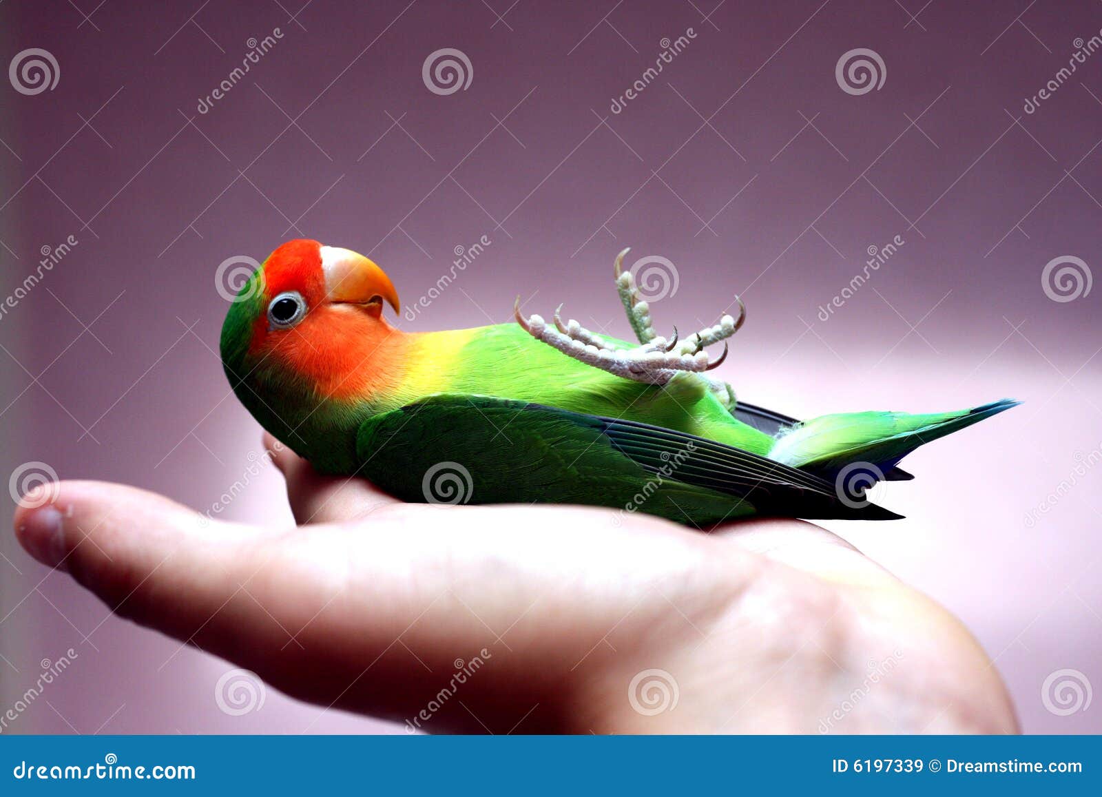 Lovebird on its back stock image. Image of lovebird, tropical - 6197339
